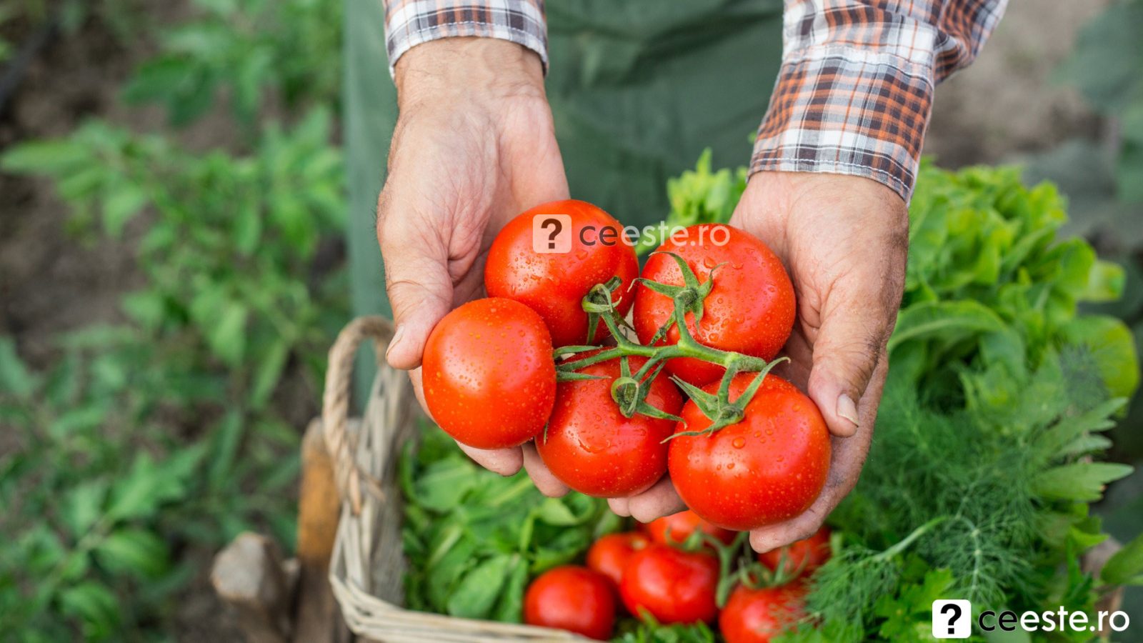 Ce este rosia, fruct sau leguma? Ce trebuie sa stii! - ceeste.ro