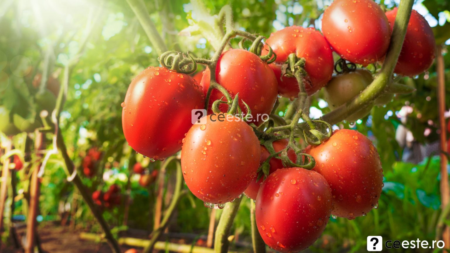Ce este rosia, fruct sau leguma? Ce trebuie sa stii! - ceeste.ro