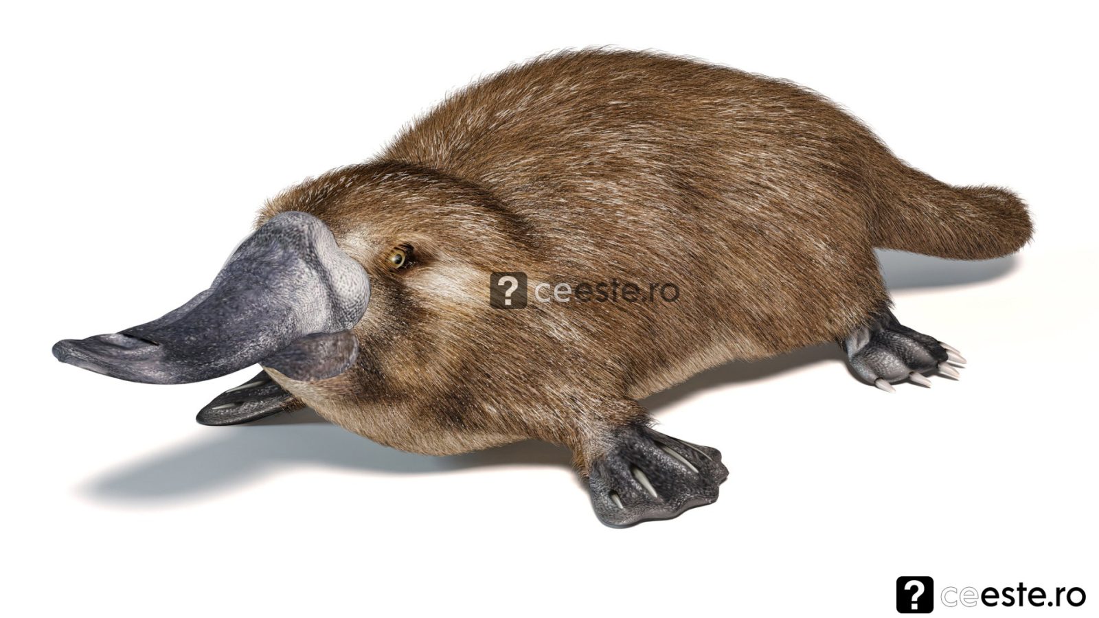 Ce este ornitorincul si cand a fost descoperit - ceeste.ro