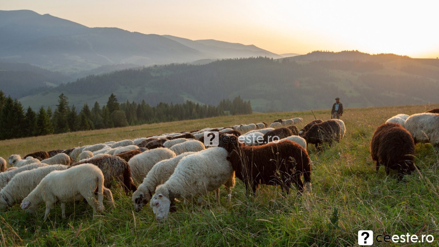 Ce este doina si de ce are un caracter traditional - ceeste.ro