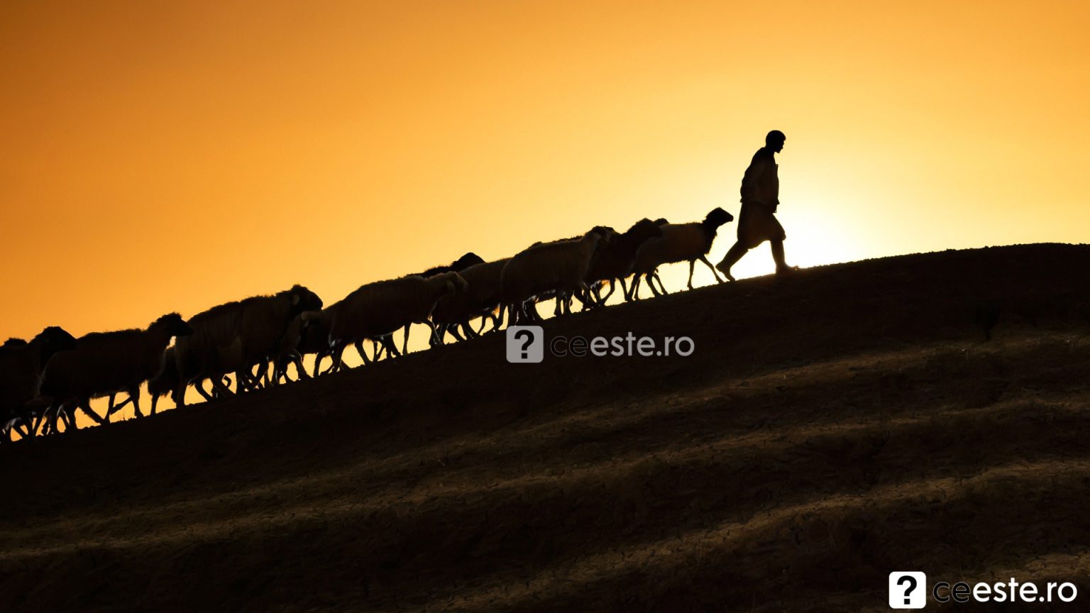 Ce este doina si de ce are un caracter traditional - ceeste.ro